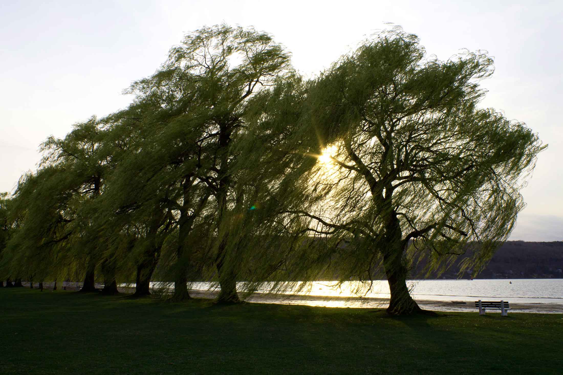 True, Walsh & Sokoni LLP | Attorneys-at-Law | Ithaca, NY